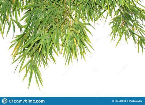 Folha De Bambu Isolada Em Fundo Branco Foto De Stock Imagem De Fundo