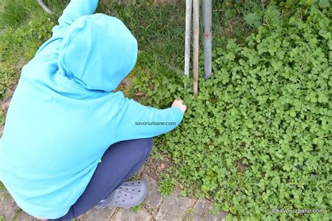 Ouă de Paște decorate cu frunze și flori ouă roșii vopsite natural în