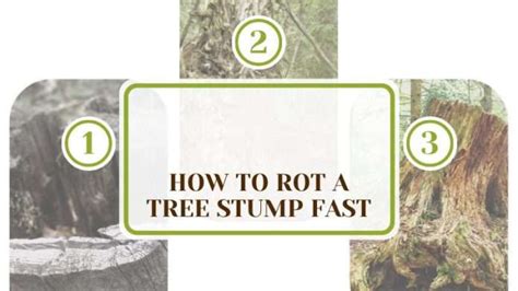 How To Rot A Tree Stump Fast Quick Tips Tricks And Techniques
