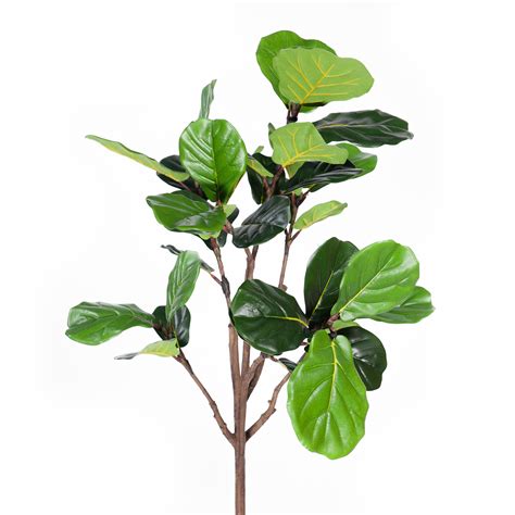 Ficus Lyrata 150 Cm Coolplant