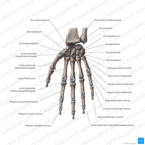 Mittelhandknochen Anatomie Aufbau Gelenke Und Klinik Kenhub
