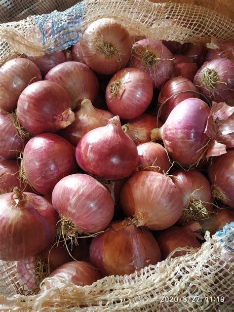 A Grade Maharashtra Fresh Red Onion Packaging Size 50 Kg Onion Size