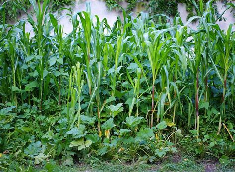 La milpa maya por el reconocimiento como Patrimonio Agrícola Mundial