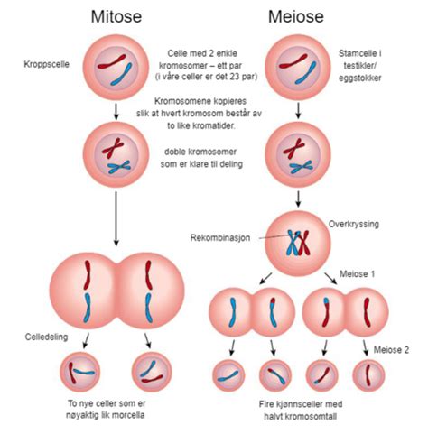 Bio Mitose Og Meiose Flashcards Quizlet