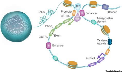 The Role Of Noncoding Variants In Heritable Disease Trends In Genetics