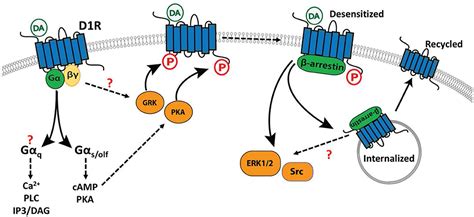 Frontiers The Signaling And Pharmacology Of The Dopamine D1 Receptor