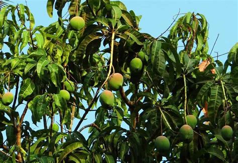 Details 48 cuantos árboles de mango caben en una hectárea Abzlocal mx
