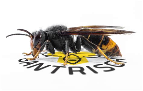 Asiatische Hornisse Eine Bedrohung für unsere Bienen und was Sie
