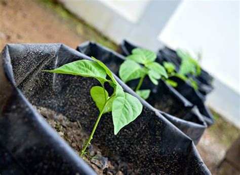 Cara Mudah Menanam Cabe Rawit Dalam Pot Atau Polybag Bertani