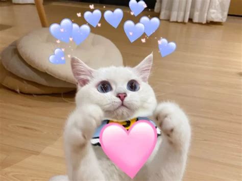 Tổng hợp meme yêu thương hài hước cute đáng yêu
