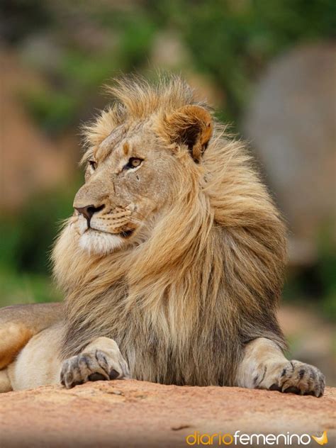 Top 94 Imagen Ver Peleas De Leones Salvajes Abzlocal Mx