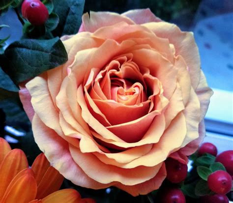 Solve Rose Jigsaw Puzzle Online With Pieces