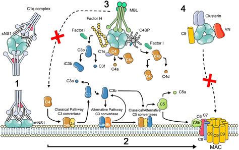 Frontiers The Complement System In Flavivirus Infections