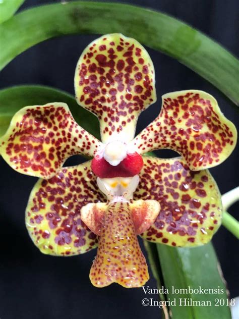Vanda Lombokensis Orchid Information