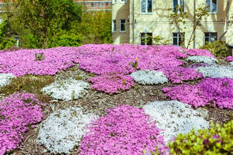 Overlook World Wide Suddenly Evergreen Floor Covering Plants Impressive