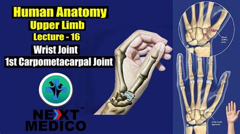 Next Medico Mbbs Human Anatomy Upper Limb Wrist Joint St