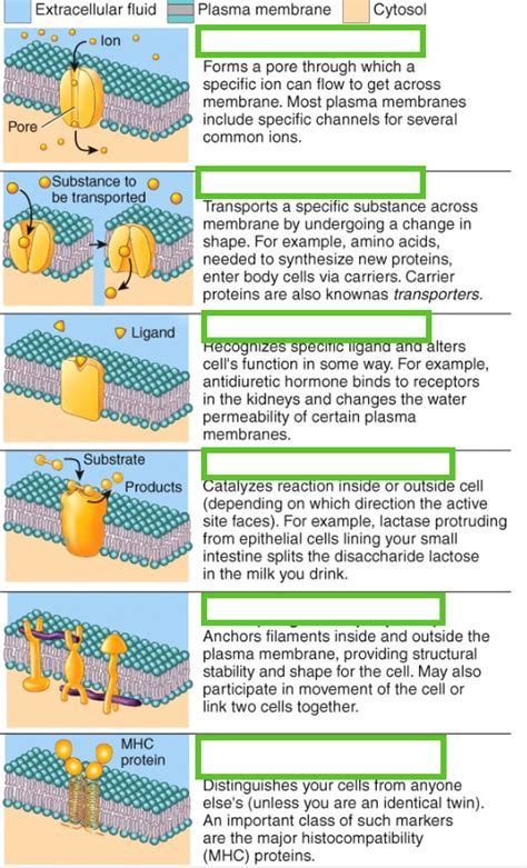Membrane Proteins Diagram Quizlet