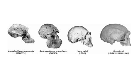 Paleontólogos de la UMA desvelan nuevos datos sobre la evolución del