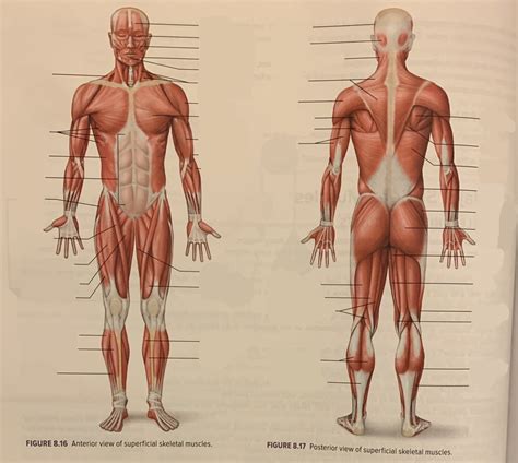 Anatomy Practical Anterior And Posterior View Of Superficial Skeletal
