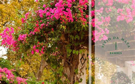 Découvrir 48 kuva plantas para forração de jardim Transformando sua