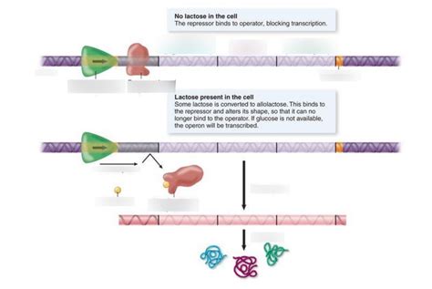 Lactose The Lac Operon Diagram Quizlet