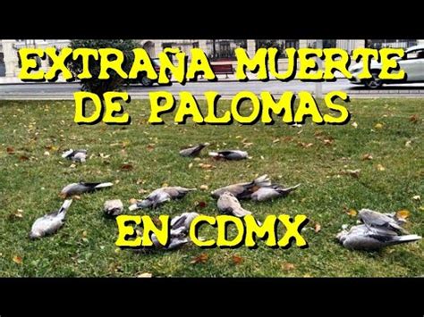 Los Desvelados Extra A Muerte De Palomas En Cdmx Youtube