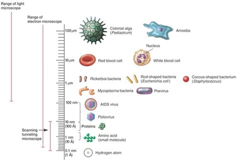 Microbiology Final Flashcards Quizlet