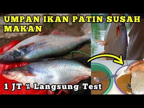 Umpan Ikan Patin Kolam Harian Yang Susah Makan Paling Jitu Langsung