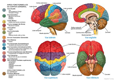 Le Fonctionnement Du Cerveau Lelivrescolaire Fr