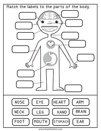 Free Printable Human Anatomy Worksheets FREE PRINTABLE TEMPLATES