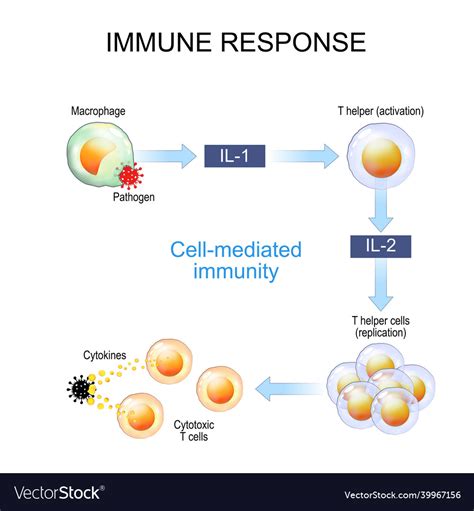 Immune System And Response Natural Defence Cell Mediated