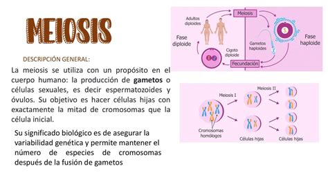 Meiosis UDocz