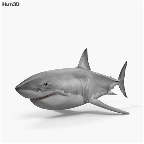 Tubarão Branco Veja Em 3d Top Sellers emergencydentistry