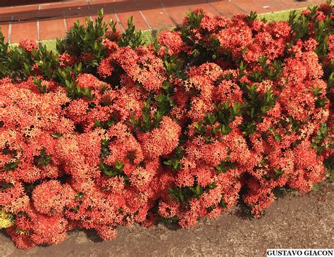 Viveiro Ciprest Plantas Nativas E Ex Ticas Ixora Mini Vermelha
