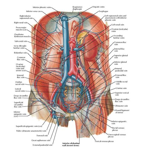 Veins Of Posterior Abdominal Wall Anatomy Pediagenosis