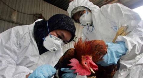 México registra la primera muerte humana por gripe aviar A H5N2 en el