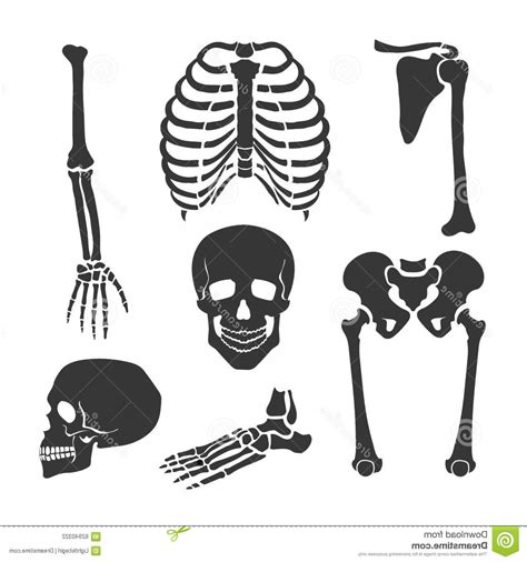 Skeleton Vector At Vectorified Collection Of Skeleton Vector Free