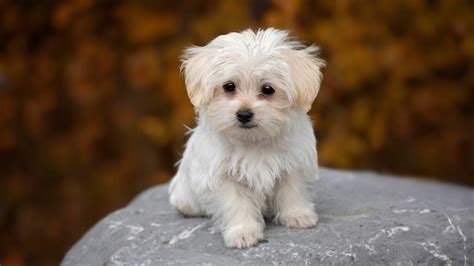 Cachorros Pequenos Ra As Fofas Que N O Crescem Muito Rotas De Viagem