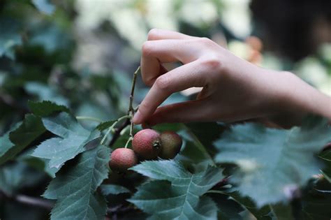무료 이미지 잎 말린 씨앗 분기 과일 포도 나무 가족 식물 vitis 5856x3897 1537495