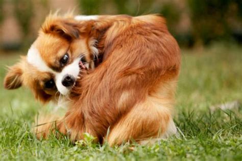 Il mio cane si gratta sempre ma non ha pulci perché e cosa fare