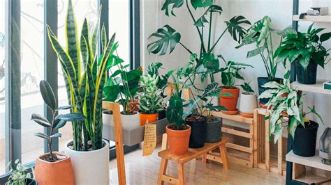 Plantas Purificadoras De Aire Una Gu A Para Crear Un Ambiente M S