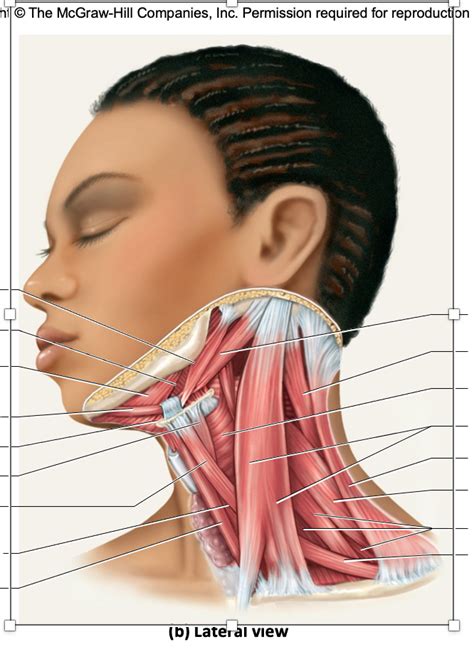 Muscles Of The Neck Diagram Quizlet