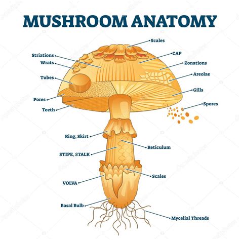 Illustrazione Vettoriale Del Diagramma Di Biologia Etichettata Anatomia