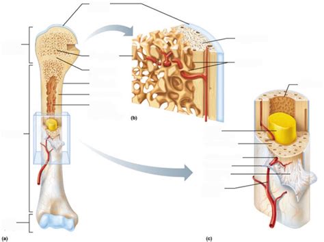 Long Bone Anatomy Diagram Quizlet