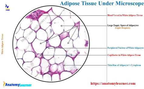 Adipose Tissue Under Microscope With Labeled Diagram AnatomyLearner