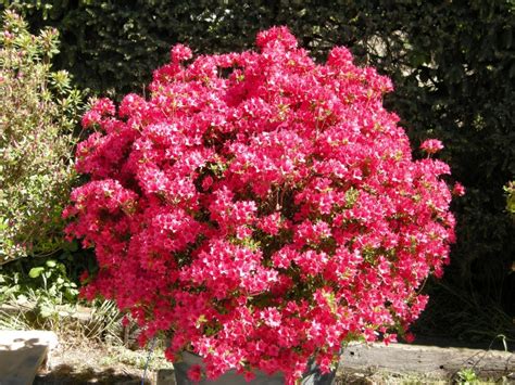 AJ209818 Azalea Japonica Ima Shojo Japanische Azalee Pflanzenhof
