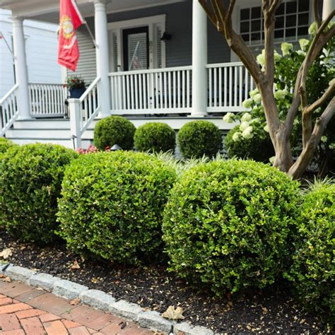 The Beautiful Winter Gem Boxwood An Easy Care Guide