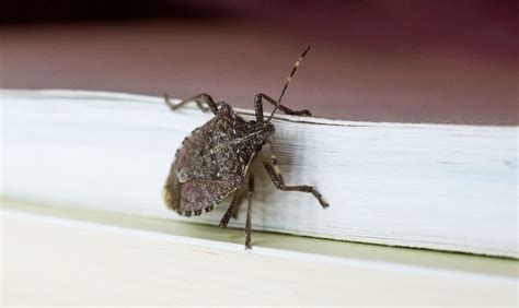How To Get Rid Of Stink Bugs In Your Home And Garden Tom S Guide