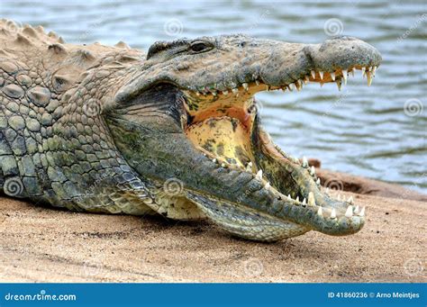 Crocodilo De Nile Niloticus Do Crocodylus Foto De Stock Imagem De