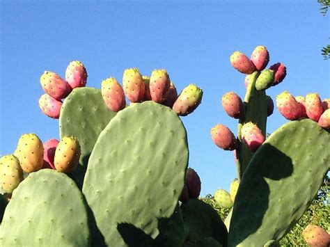 Nopal para qué sirve el nopal Tele Naturista